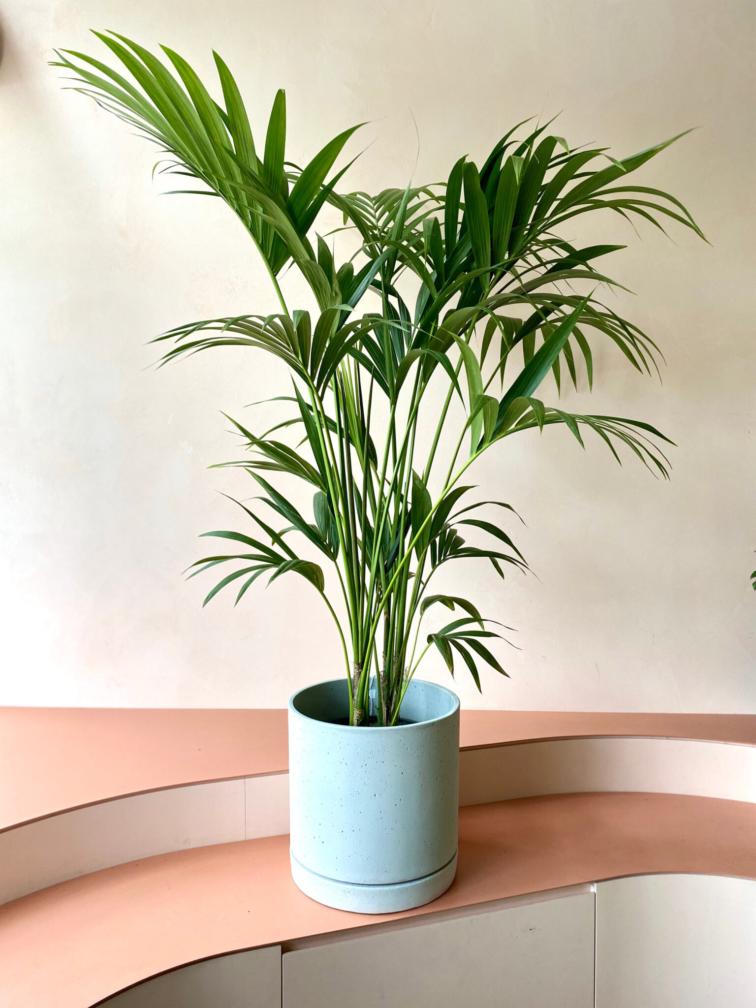 Kentia - Scheda per la cura in casa | - I Giardini di Ellis